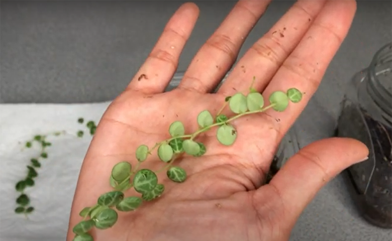 String of Turtles: Care, Propagation, and More - FlowersProfy