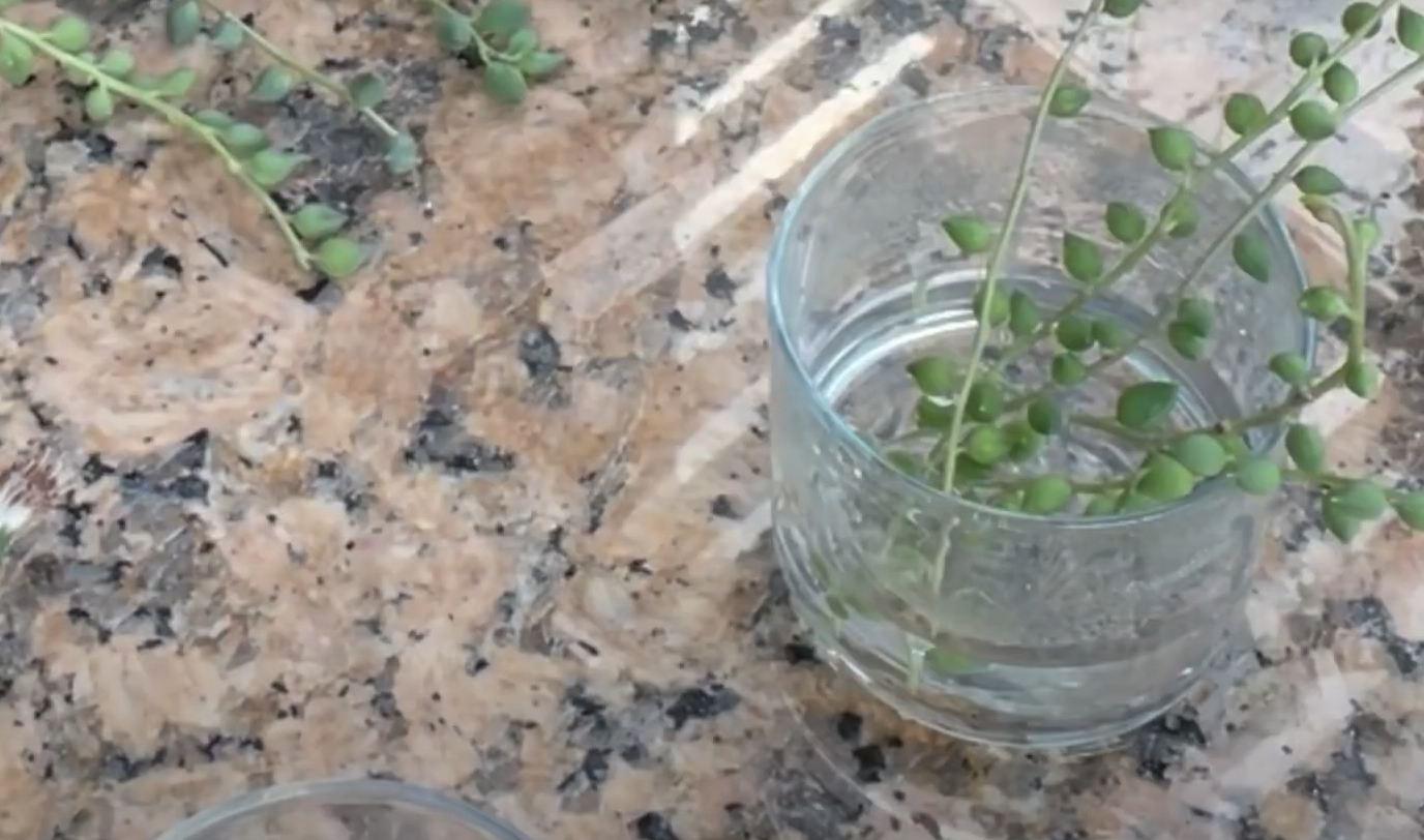 String of Tears: Care, Propagation, and More - FlowersProfy