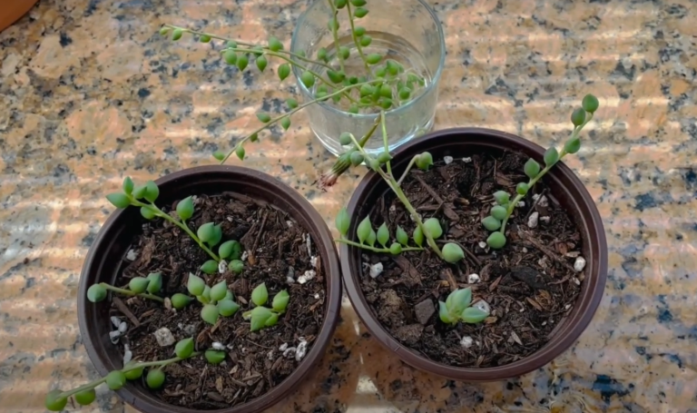 String of Tears: Care, Propagation, and More - FlowersProfy