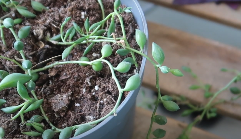 String of Tears: Care, Propagation, and More - FlowersProfy