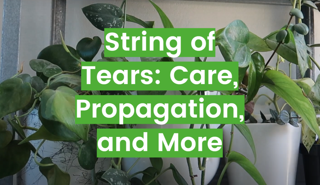 String of Tears: Care, Propagation, and More - FlowersProfy