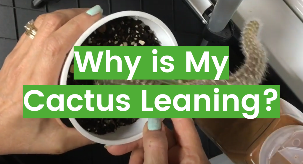 Why is My Cactus Leaning? - FlowersProfy