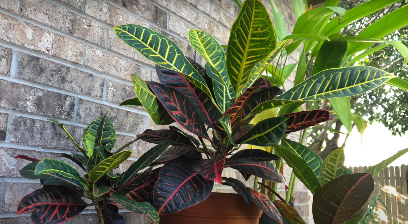 Croton Magnificent: Care, Propagation, and More - FlowersProfy