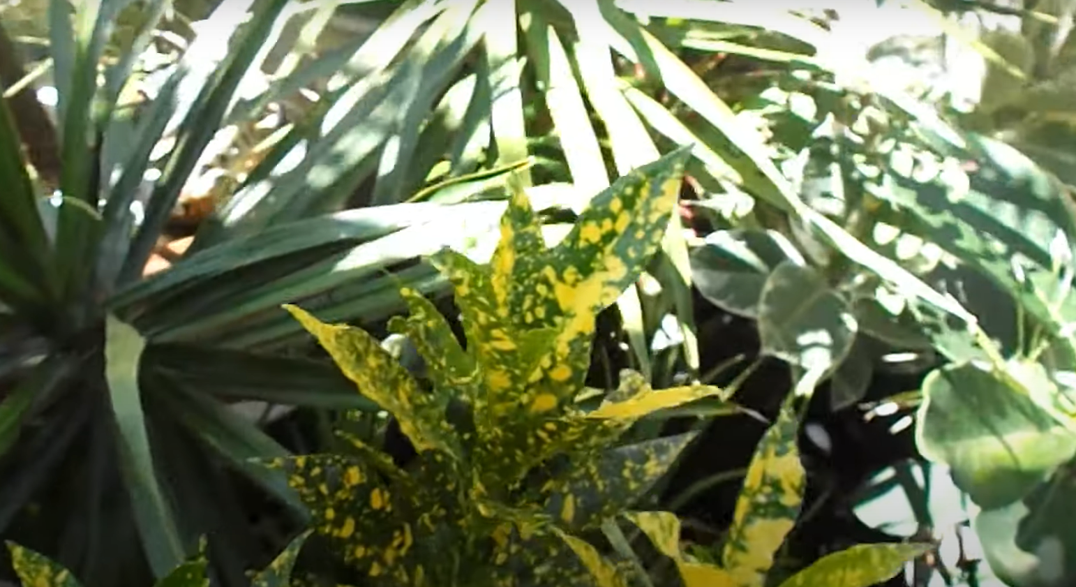 Croton Magnificent: Care, Propagation, and More - FlowersProfy