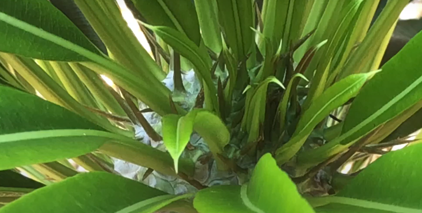 Croton Magnificent: Care, Propagation, and More - FlowersProfy