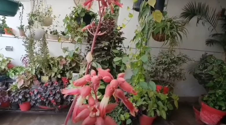 Donkey Ear Plant: Care, Propagation, and More - FlowersProfy