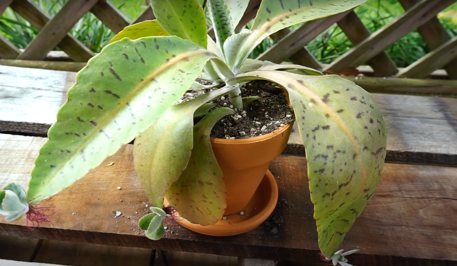 Donkey Ear Plant: Care, Propagation, and More - FlowersProfy
