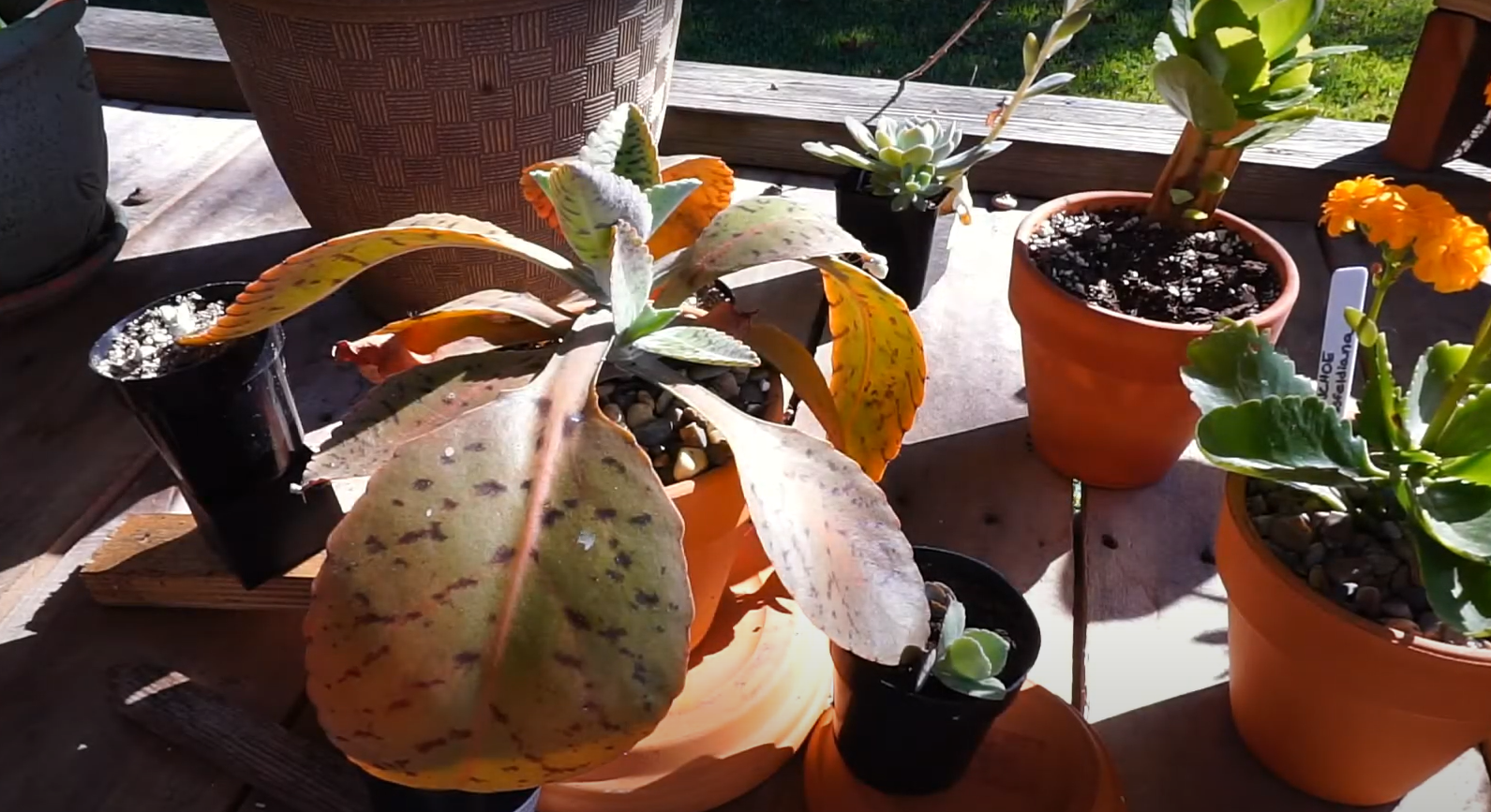 Donkey Ear Plant: Care, Propagation, and More - FlowersProfy