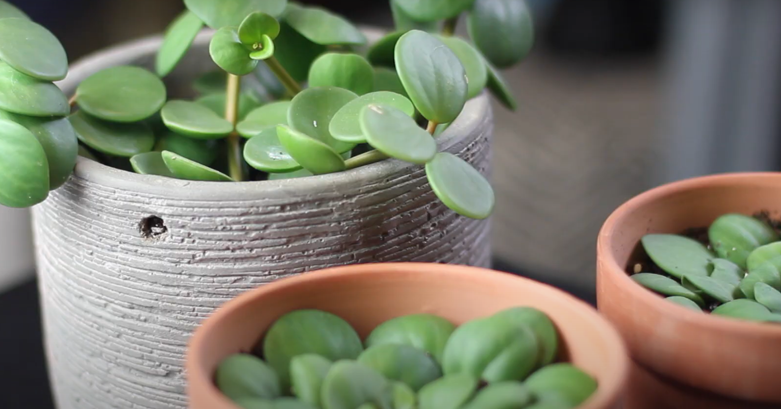 Peperomia Rotundifolia: Care, Propagation, and More - FlowersProfy