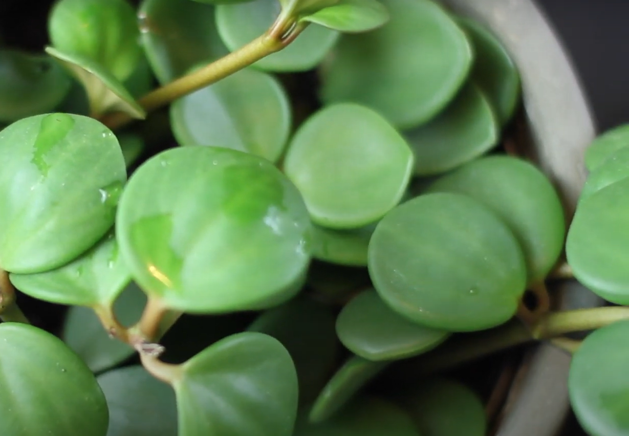 Peperomia Rotundifolia: Care, Propagation, and More - FlowersProfy