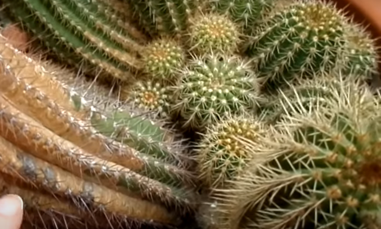 Why is My Cactus Leaning? - FlowersProfy