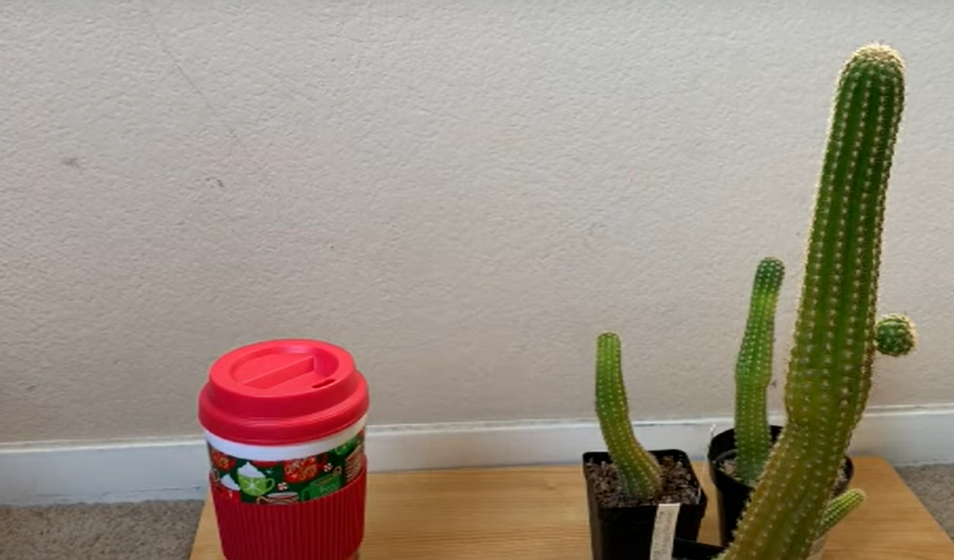 Why is My Cactus Leaning? - FlowersProfy