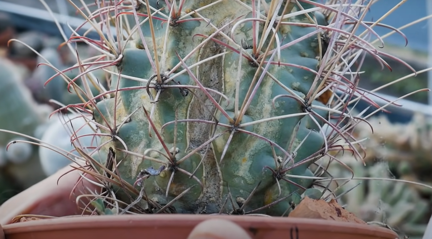 Why is My Cactus Leaning? - FlowersProfy