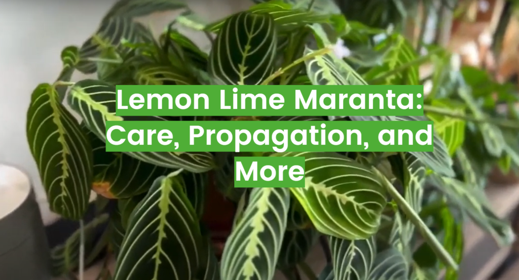 Lemon Lime Maranta: Care, Propagation, and More - FlowersProfy