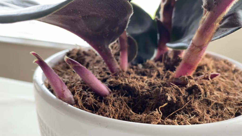 Geogenanthus Ciliatus: Care and Propagation Tips - FlowersProfy