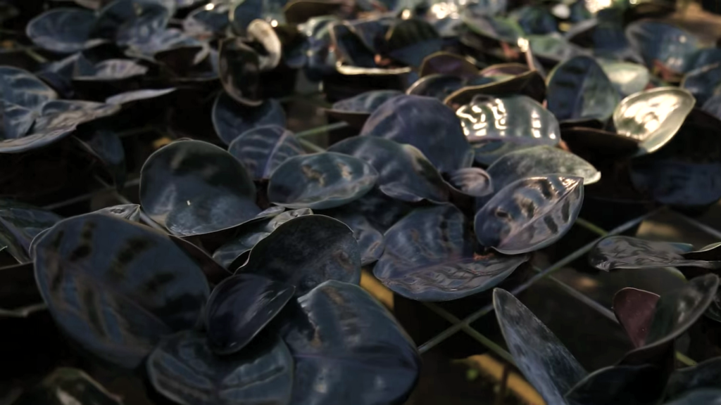 Geogenanthus Ciliatus: Care and Propagation Tips - FlowersProfy