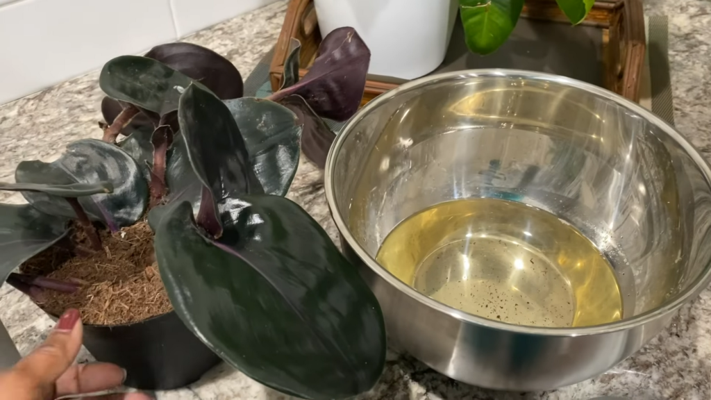 Geogenanthus Ciliatus: Care and Propagation Tips - FlowersProfy