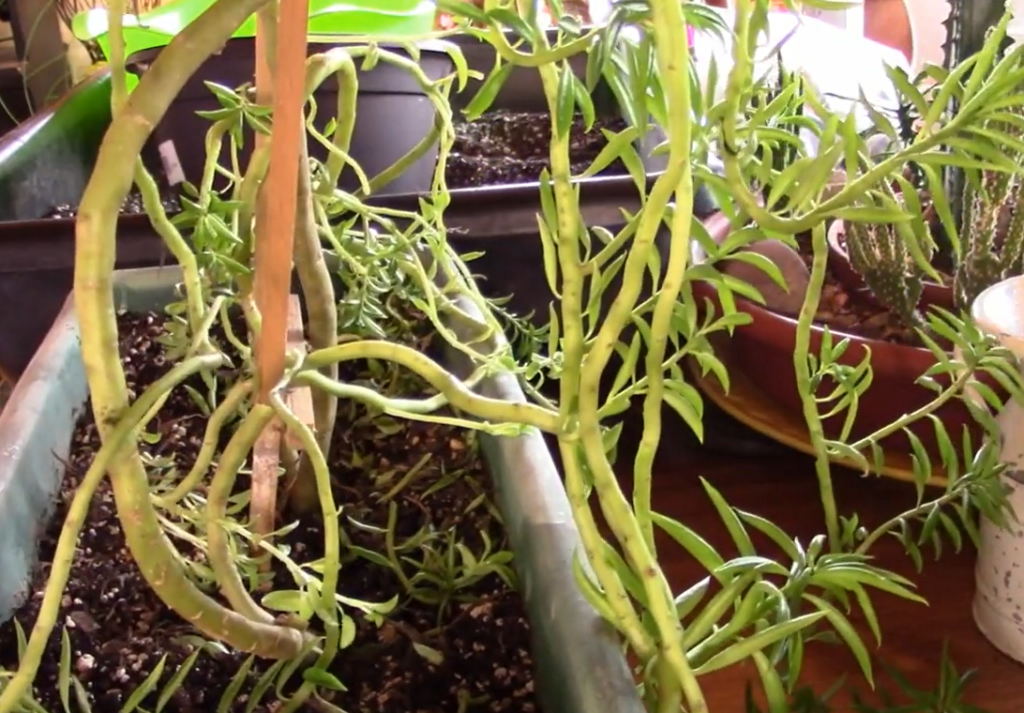 Peperomia Ferreyrae: Care and Propagation Tips - FlowersProfy