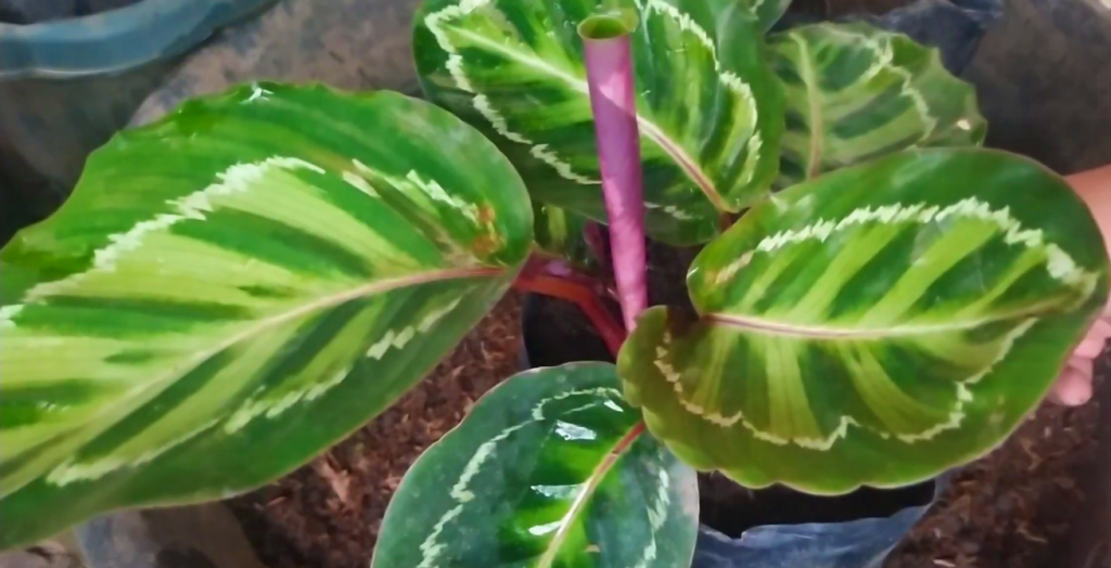 Rose Painted Calathea: Care and Propagation Tips - FlowersProfy