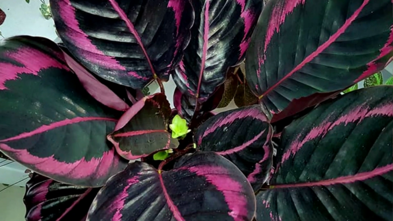Rose Painted Calathea: Care and Propagation Tips - FlowersProfy