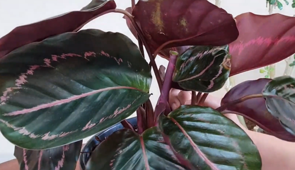 Rose Painted Calathea: Care and Propagation Tips - FlowersProfy