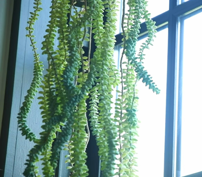 Trailing Jade Plant: Care and Propagation Tips - FlowersProfy