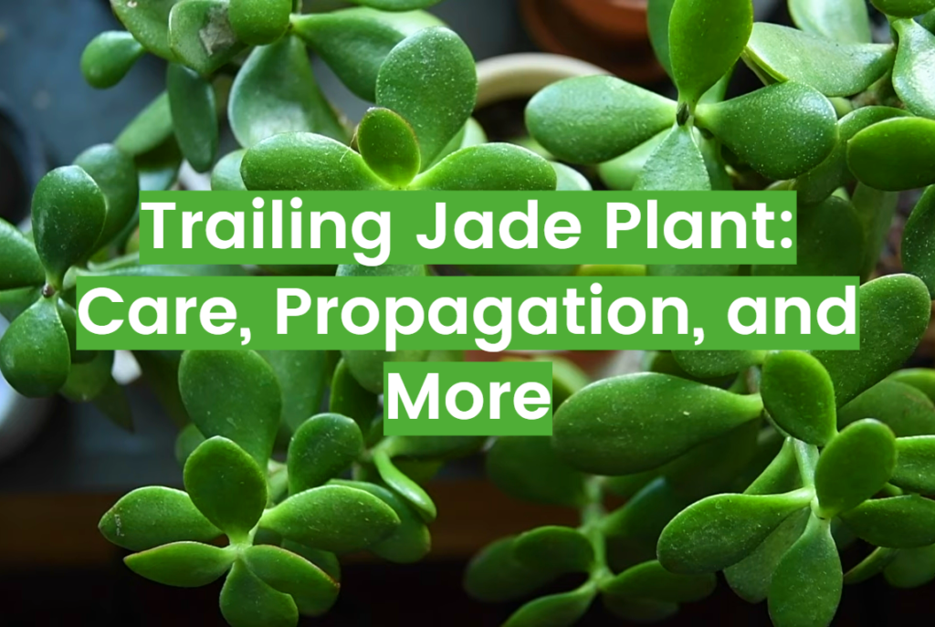 Trailing Jade Plant: Care and Propagation Tips - FlowersProfy