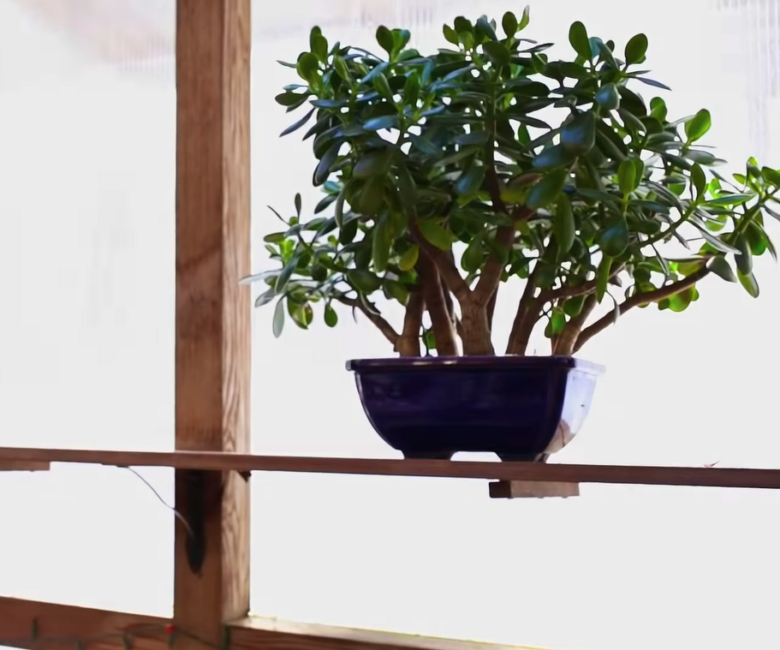 Trailing Jade Plant: Care and Propagation Tips - FlowersProfy