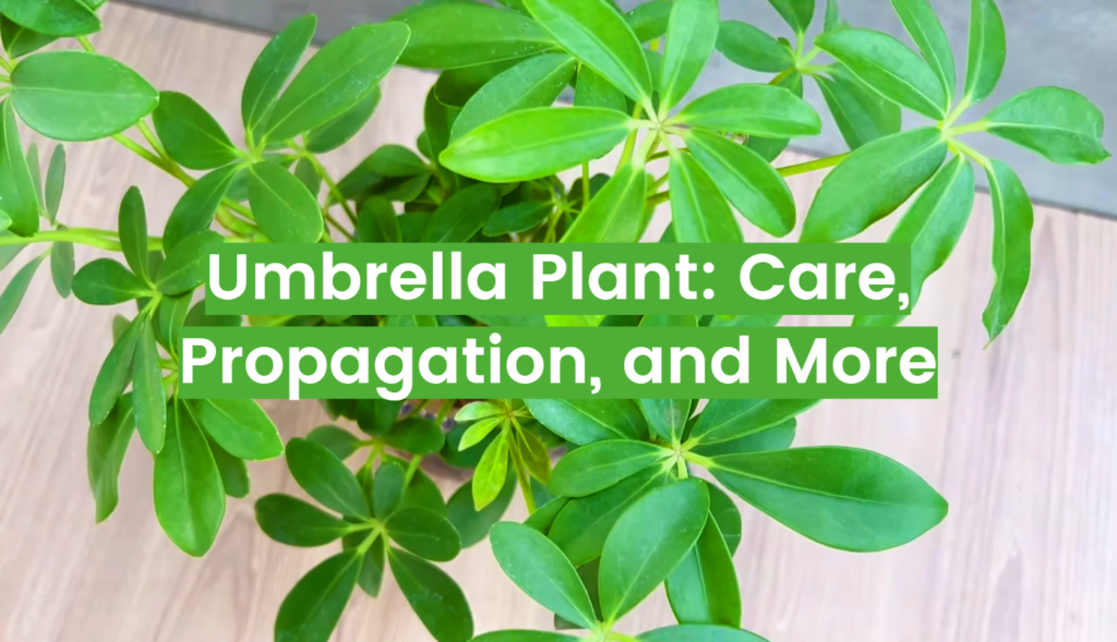 Umbrella Plant: Care and Propagation Tips - FlowersProfy