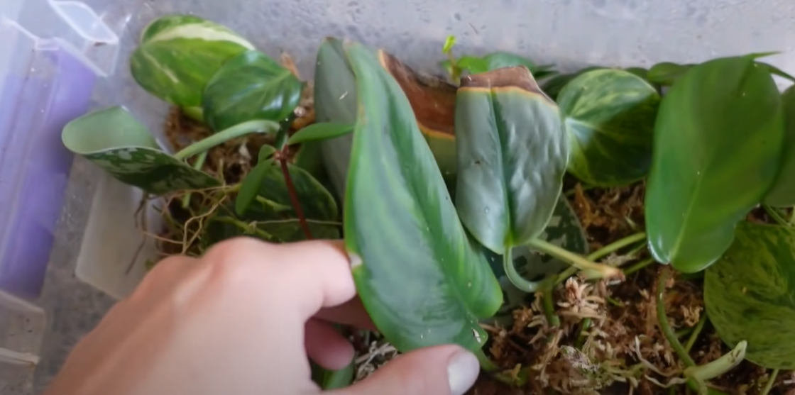 Sterling Silver Scindapsus: Care and Propagation Tips - FlowersProfy