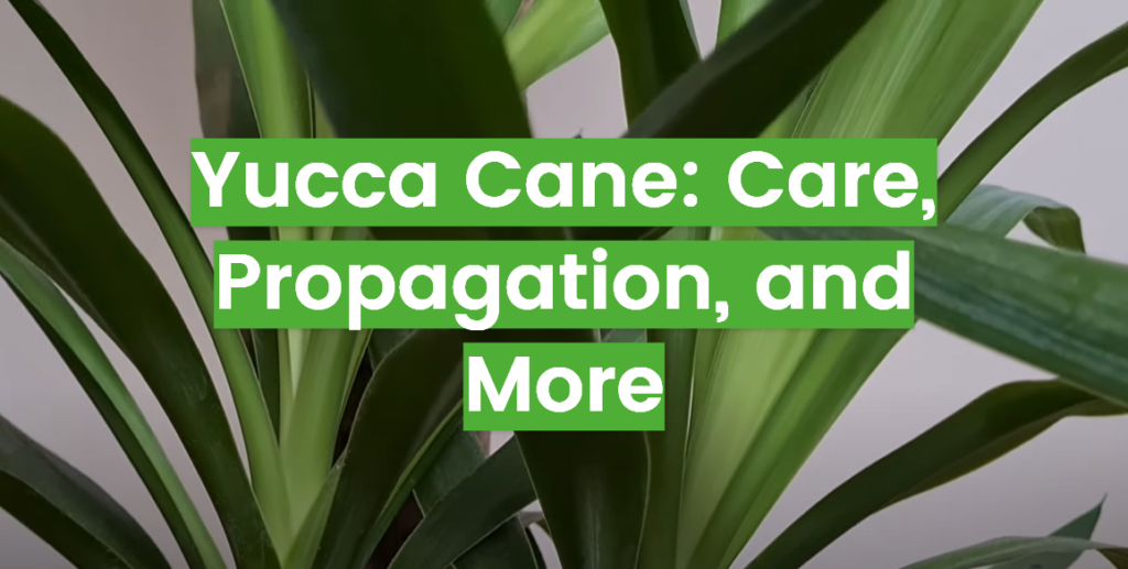 Yucca Cane: Care and Propagation Tips - FlowersProfy