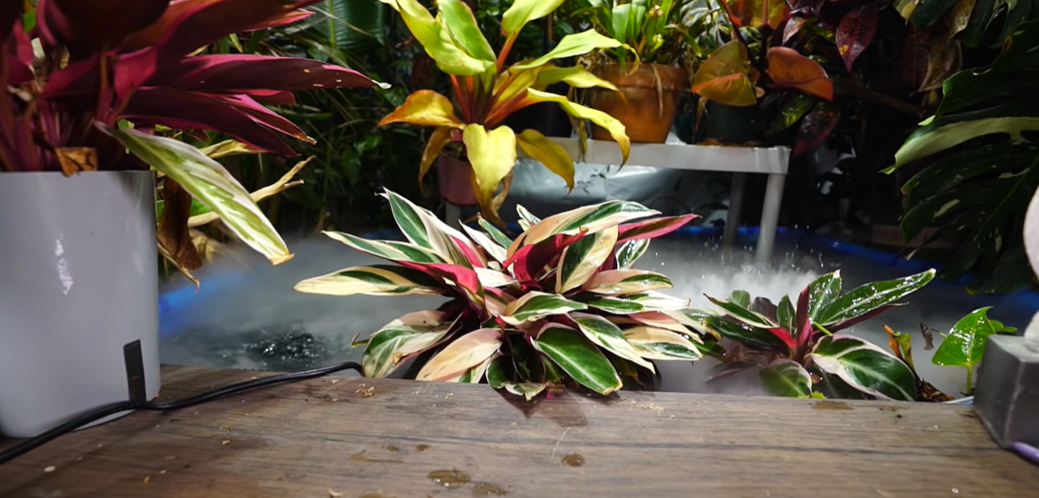 Stromanthe Triostar: Care and Propagation Tips - FlowersProfy