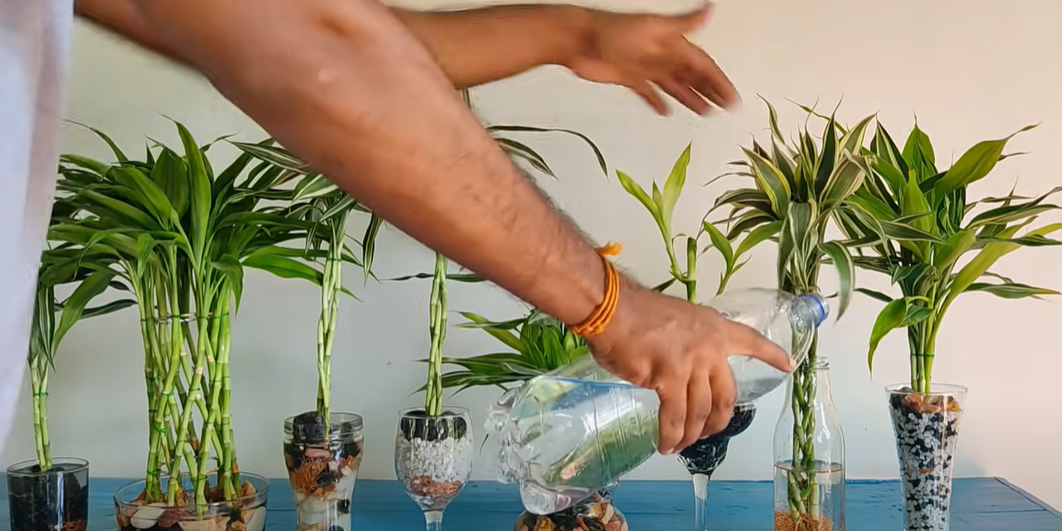 Lucky Bamboo: Care and Propagation Tips - FlowersProfy