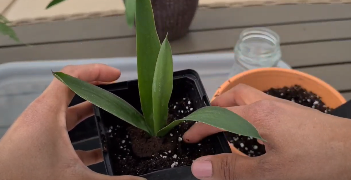 Yucca Cane: Care and Propagation Tips - FlowersProfy