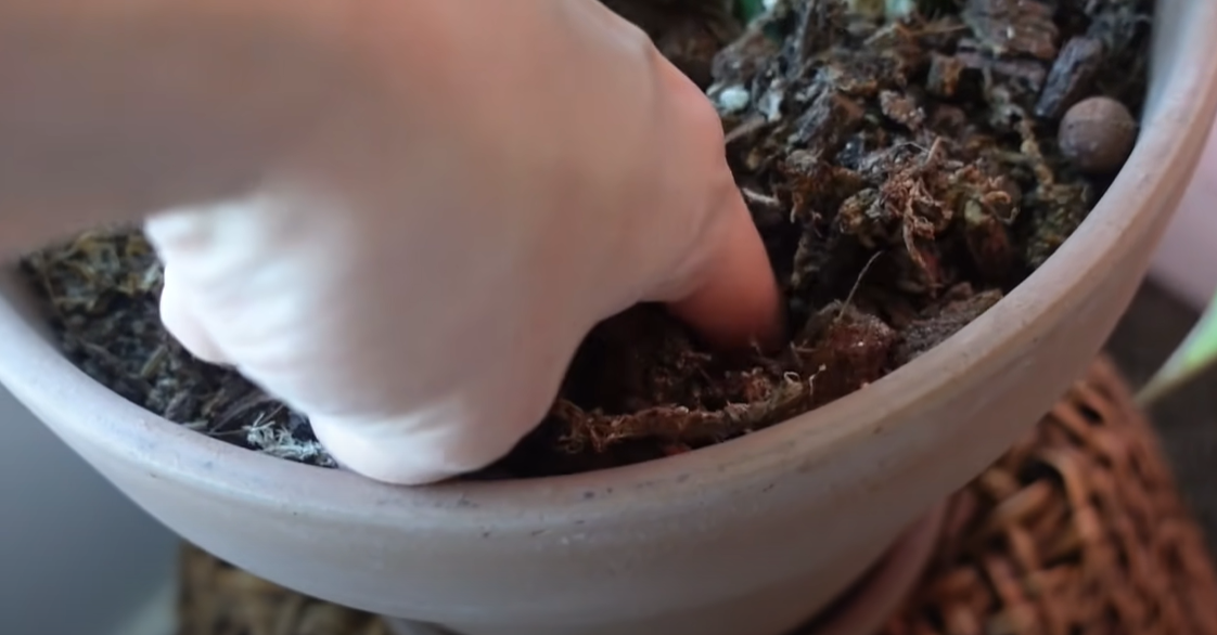 Sterling Silver Scindapsus: Care and Propagation Tips - FlowersProfy