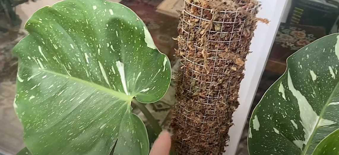 How to Make a DIY Moss Pole for Plants? - FlowersProfy