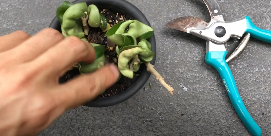 Hoya Hindu Rope: Care, Propagation, and More - FlowersProfy