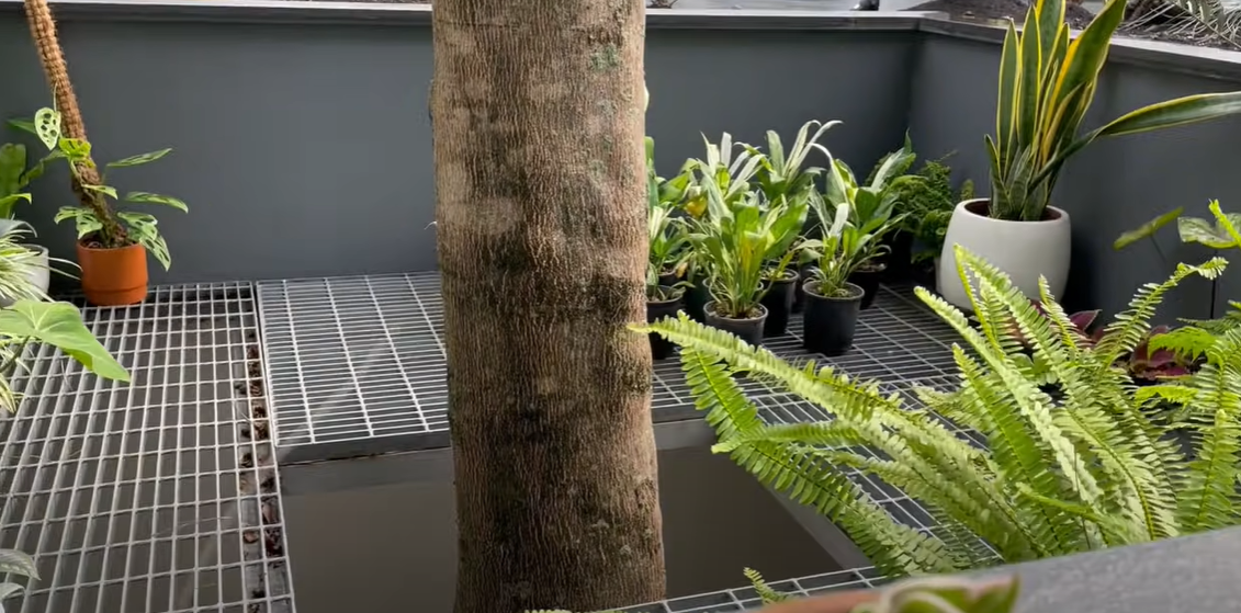 Hoya Hindu Rope: Care, Propagation, and More - FlowersProfy