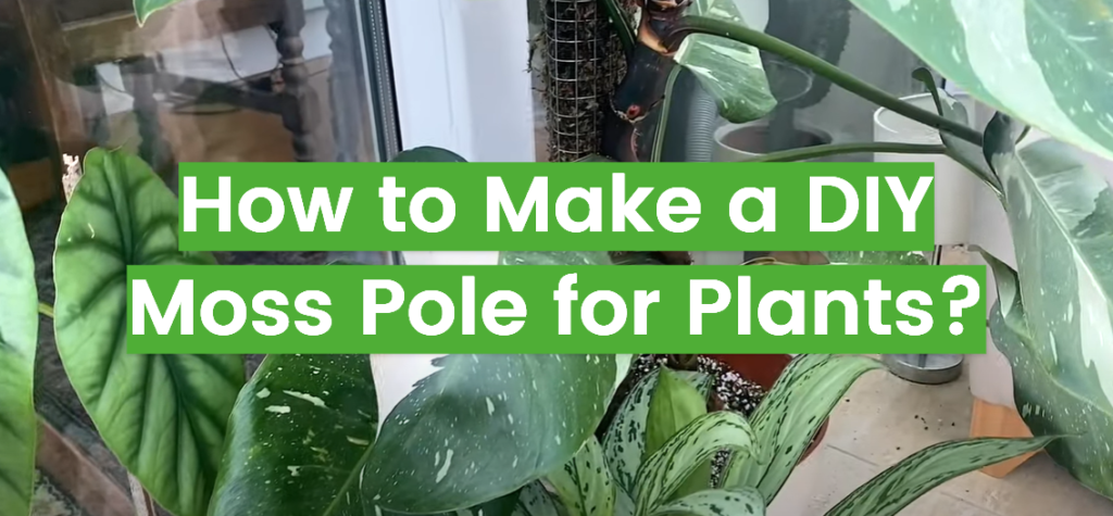How to Make a DIY Moss Pole for Plants? - FlowersProfy