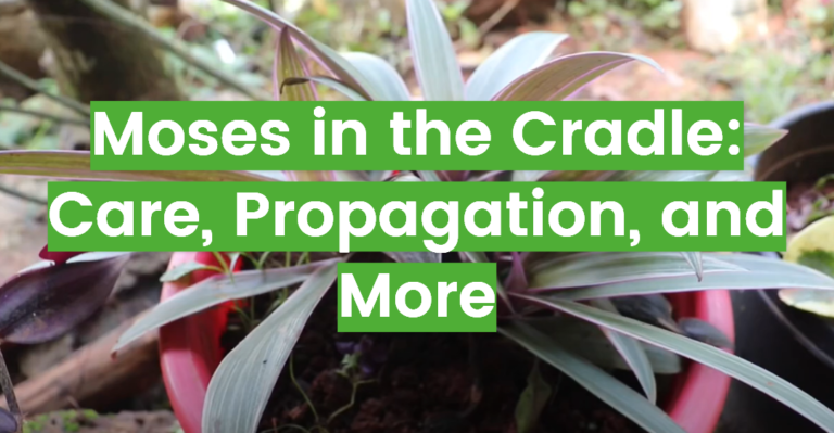 Moses in the Cradle: Care, Propagation, and More - FlowersProfy
