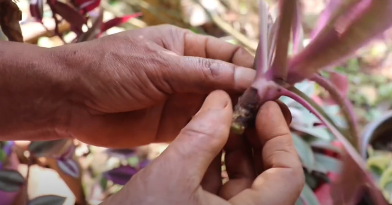 Moses in the Cradle: Care, Propagation, and More - FlowersProfy