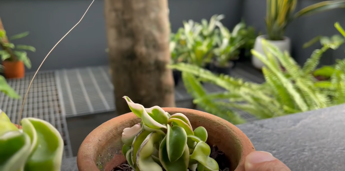 Hoya Hindu Rope: Care, Propagation, and More - FlowersProfy